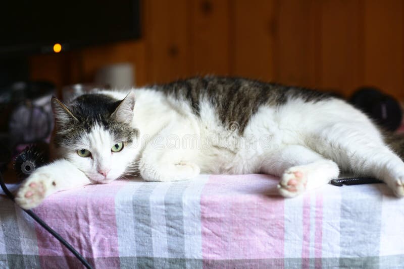 Working Place with Laptop Mouse and Lazy Funny Cat Laying on Warm ...