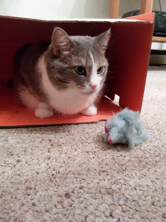 Cat laying in a box stock image. Image of white, laying - 116499601
