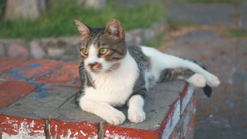 A Cat is Laying on a Brick Ledge Stock Footage - Video of cute ...