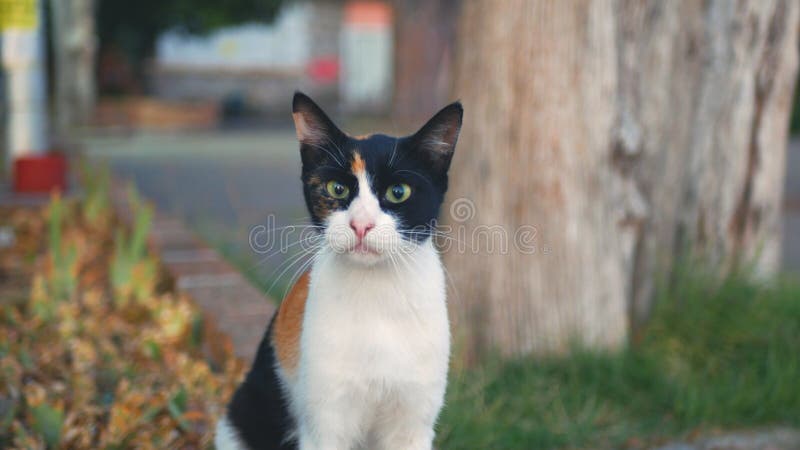 A Cat is Laying on a Brick Ledge. the Cat is White and Black Stock ...