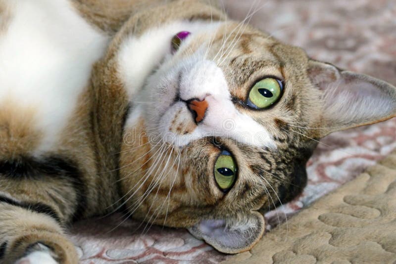 Cat Laying Close-Up stock photo. Image of adorable, cute - 52380058