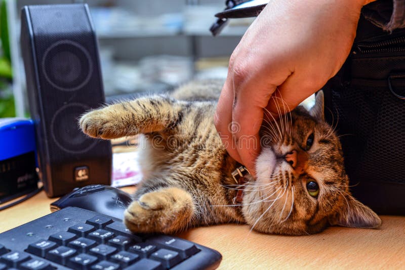 Cat Laying by the Computer Keyboard Looking Bored Close Up View Stock ...