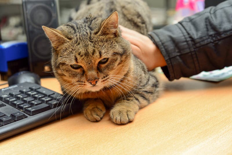 Cat Laying by the Computer Keyboard Looking Bored Close Up View Stock ...