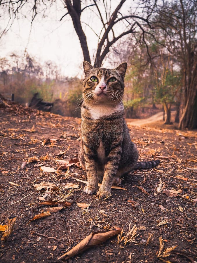 Cat Laying Dawn and Looking at Camera Stock Photo - Image of grounds ...
