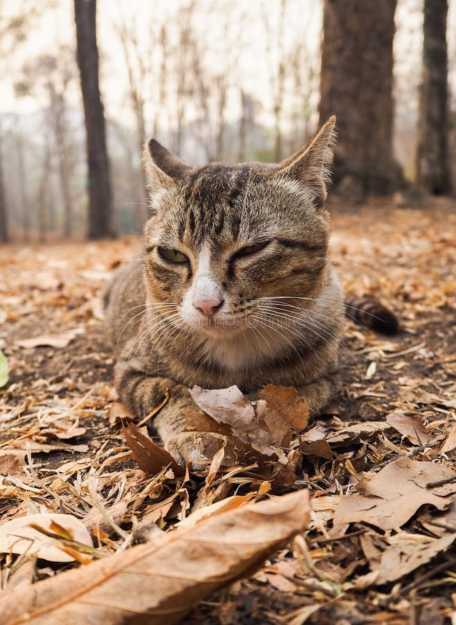Cat Laying Dawn and Looking at Camera Stock Photo - Image of animal ...