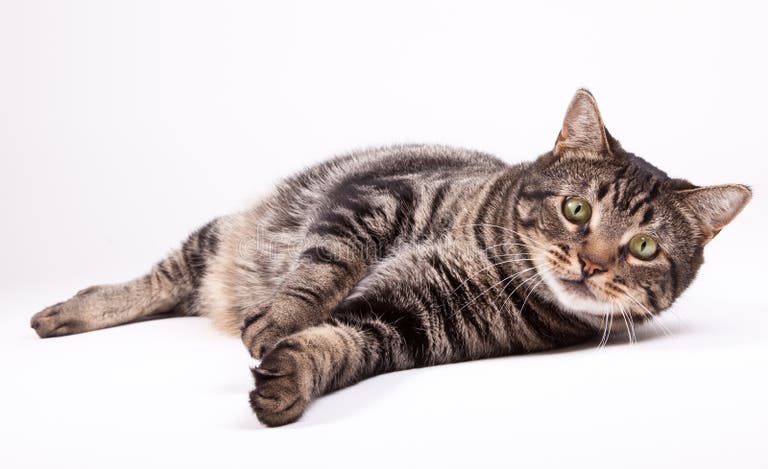 49,906 Laying Down Scat Stock Photos - Free & Royalty-Free Stock Photos ...