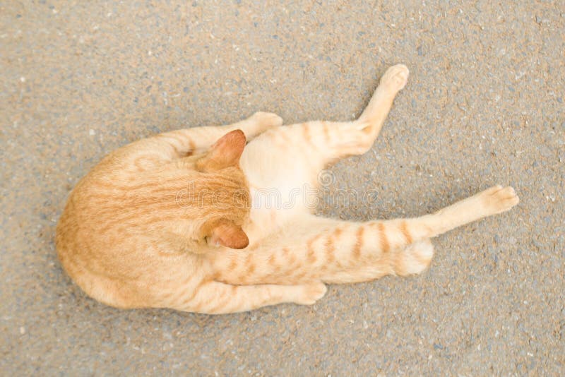 Cat laying down on floor stock image. Image of neck, laying - 46681755