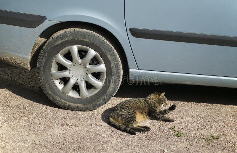 108 Domestic Cat Near Car Stock Photos - Free & Royalty-Free Stock ...