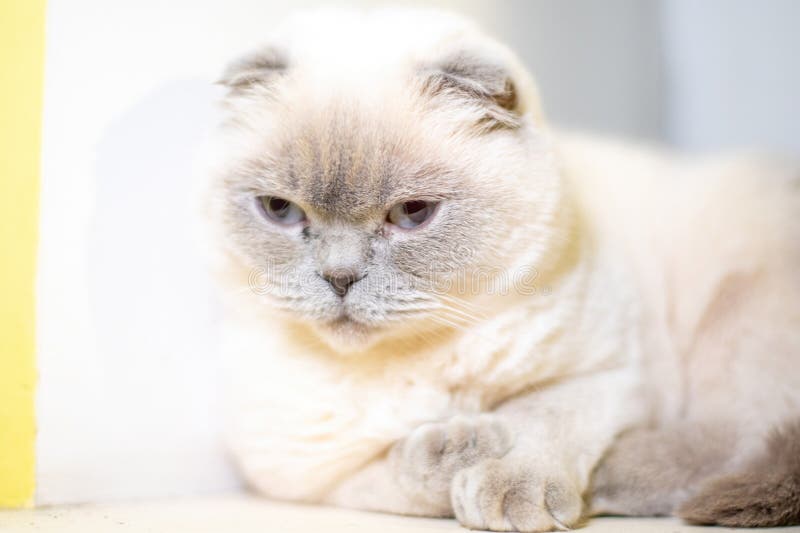 A Cat is Laying Down on a White Surface. the Cat is Looking Away from ...