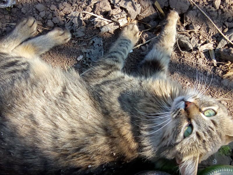 Cat laying on the dust stock image. Image of glance - 193870631