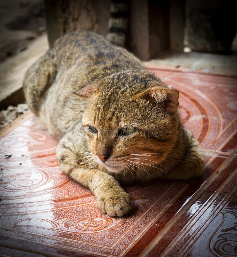 Kitten Laying Down on a Floor. Stock Photo - Image of sleeping, room ...