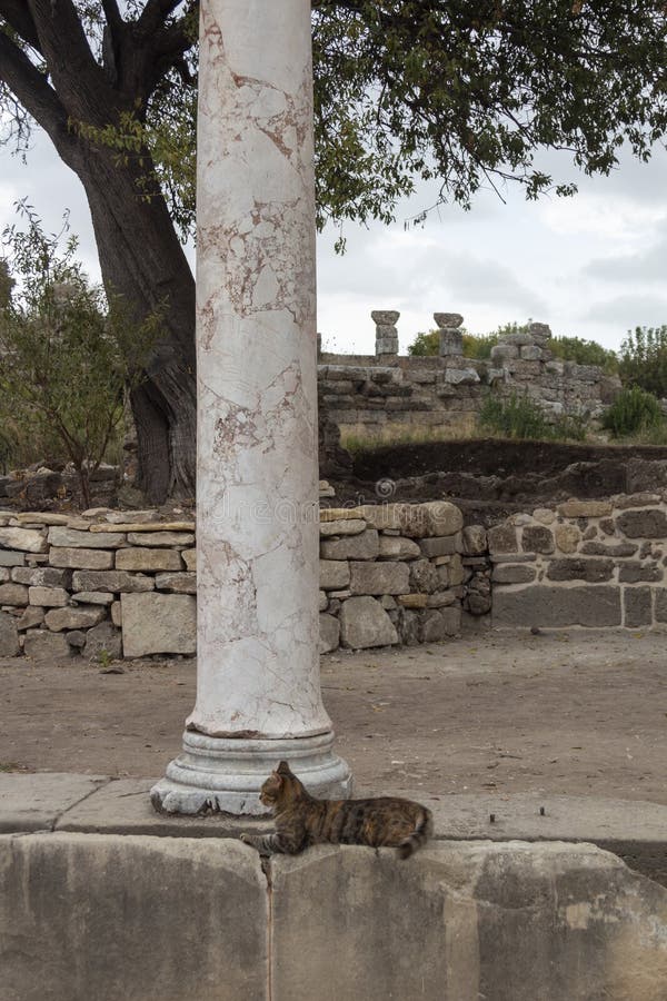 Cat Laying at the Foot of a Column at the Archeological Site of Side ...