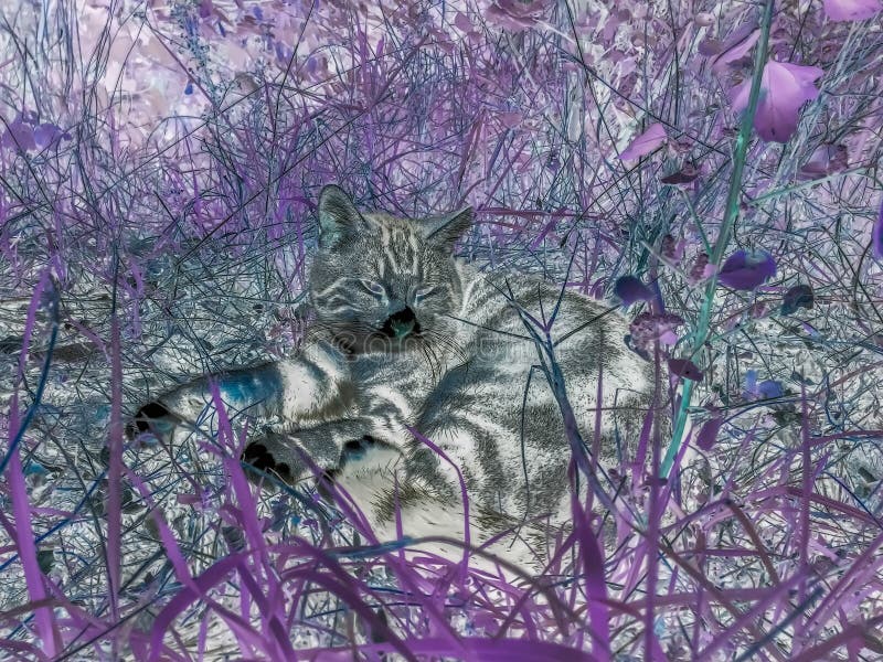 Inverse Photographic Filter of a Cat Laying on the Grass in a Field ...