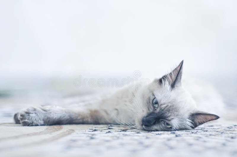 Cat laying stock image. Image of carpet, animal, laying - 210651343