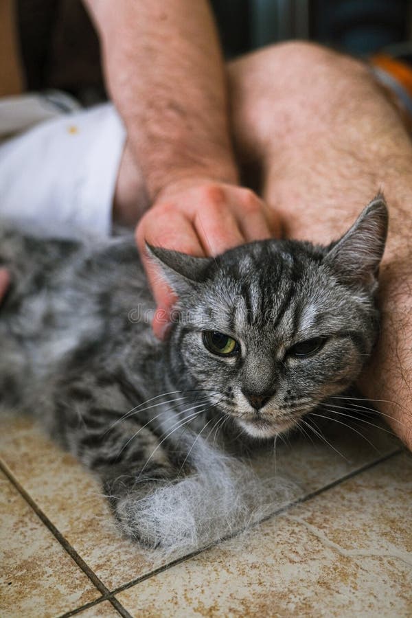 A Cat Laying on a Pile of White Cat Hair Stock Image - Image of feline ...