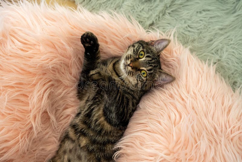 Cat Laying on a Rug Indoors Stock Image - Image of funny, animal: 268372533