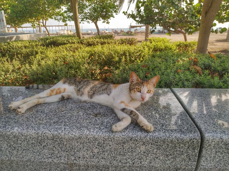 Park in Muscat, Oman stock image. Image of town, travel - 66846207