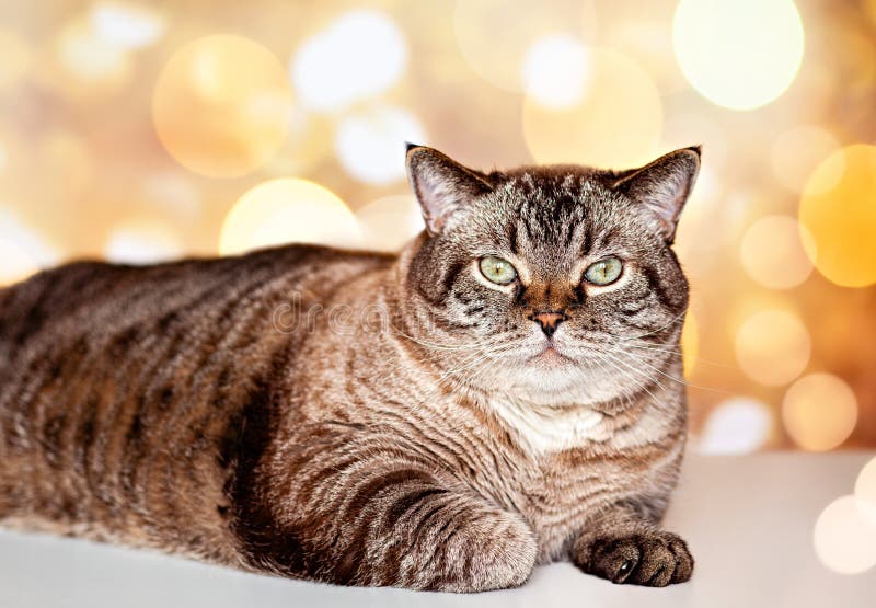 Grey Tabby Fat Female Stock Photos - Free & Royalty-Free Stock Photos ...