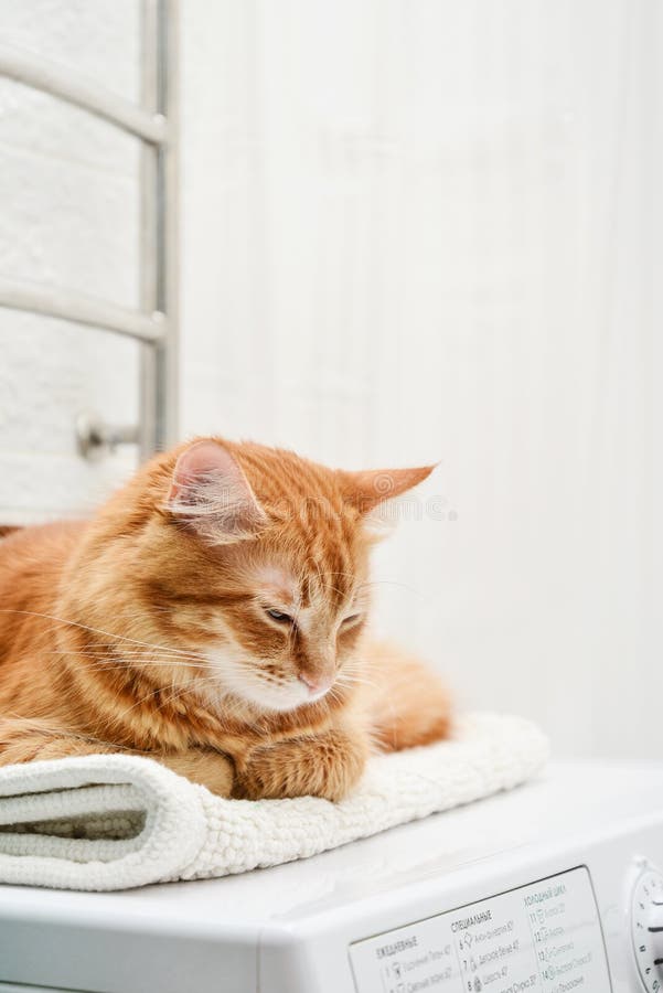 Cat Laying on Top of Washing Machine Stock Image - Image of interior ...