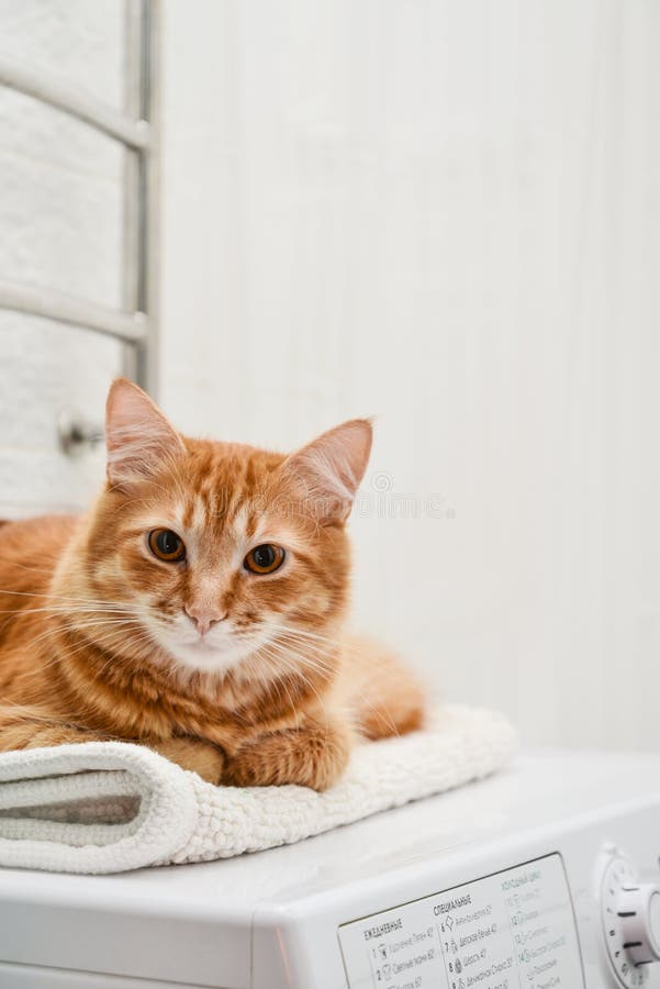 Cat Laying on Top of Washing Machine Stock Image - Image of cute ...