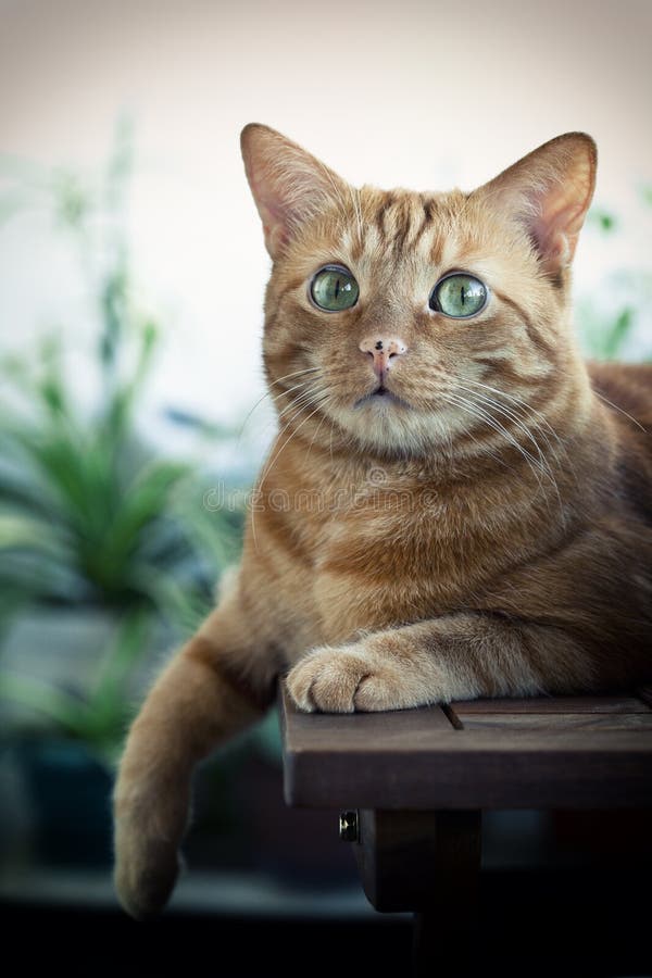 Cat stock photo. Image of staring, relax, wallpaper, green - 39334130