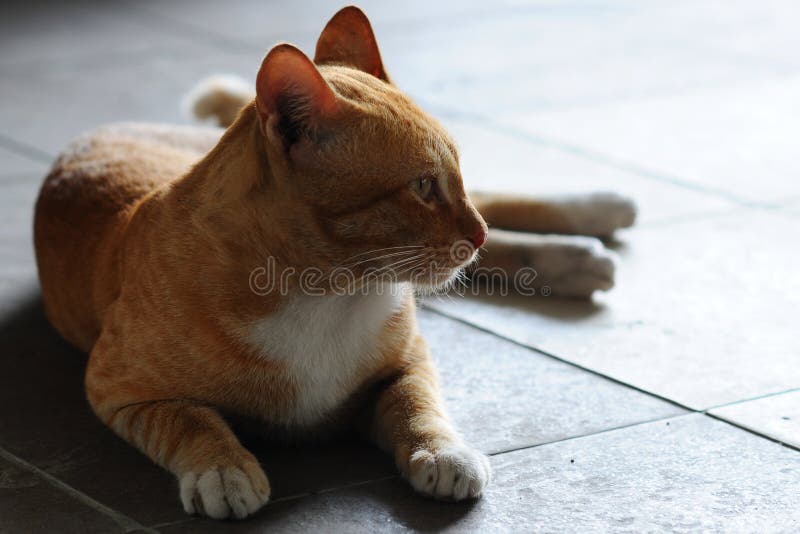 Cat Lazing Around Picture. Image: 4374366