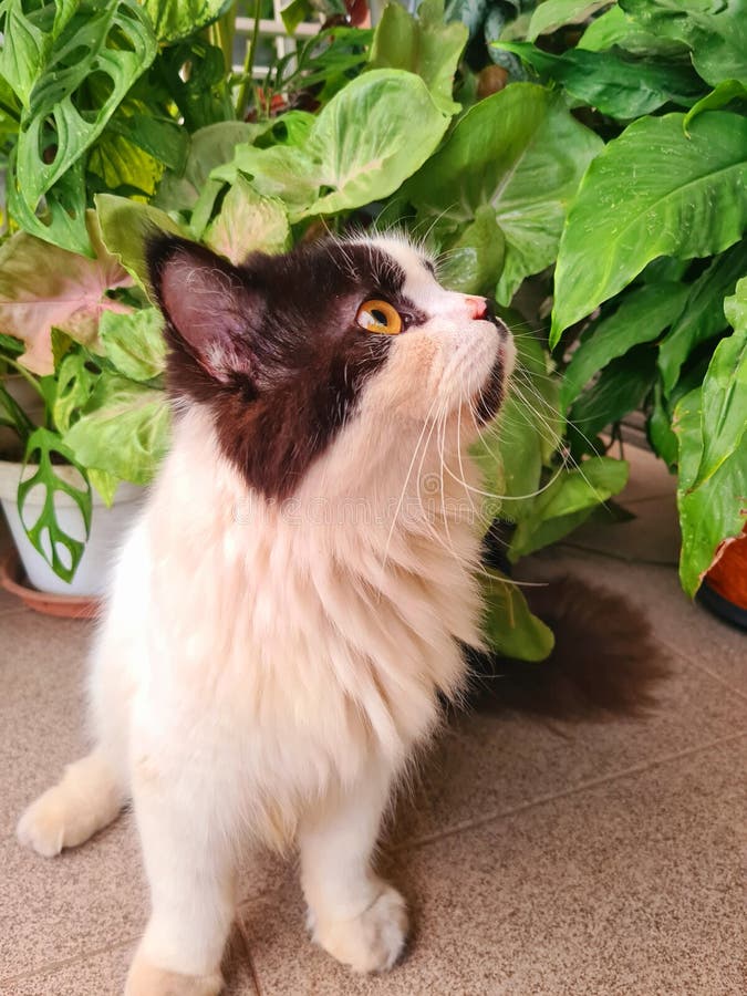 Cat and lea stock photo. Image of animal, puppy, plant - 261234516