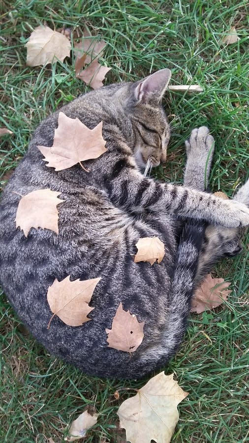Cat and leaves stock photo. Image of leaf, leaves, animal - 131792884