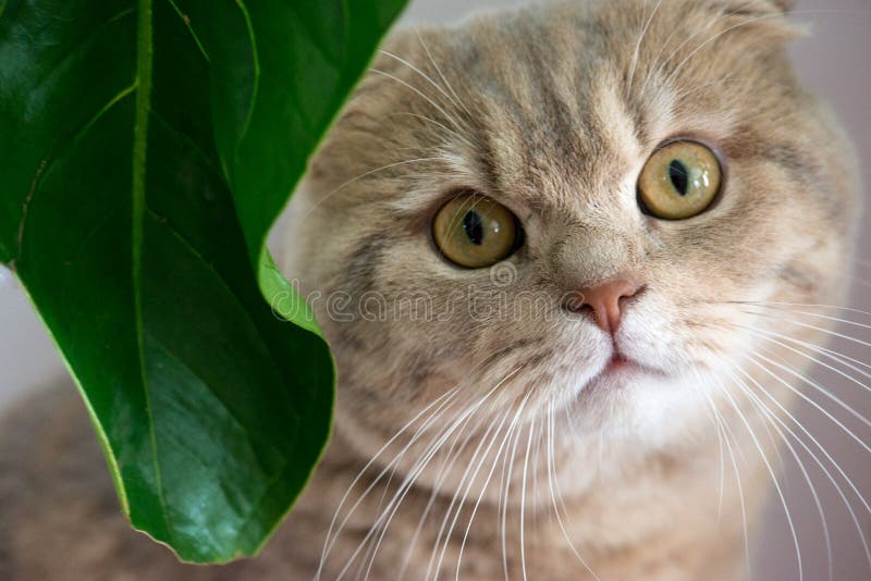 Cat with Leaf stock photo. Image of closeup, leaf, animal - 247539202