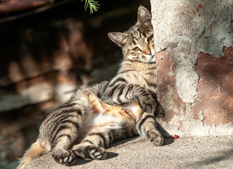 Cat Leaning Against the Wall Stock Image - Image of collar, beautiful ...