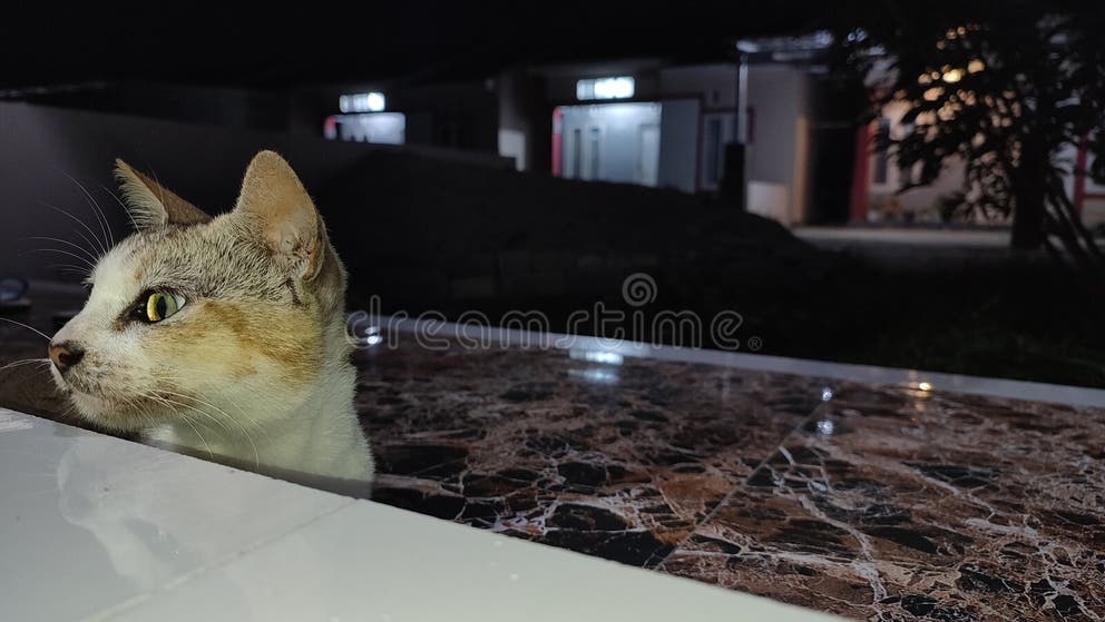 Cat leaning on the floor stock photo. Image of mustache - 380231586