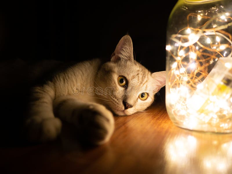 Cat and Led Strip Lights in Glass Jar Stock Photo - Image of home ...