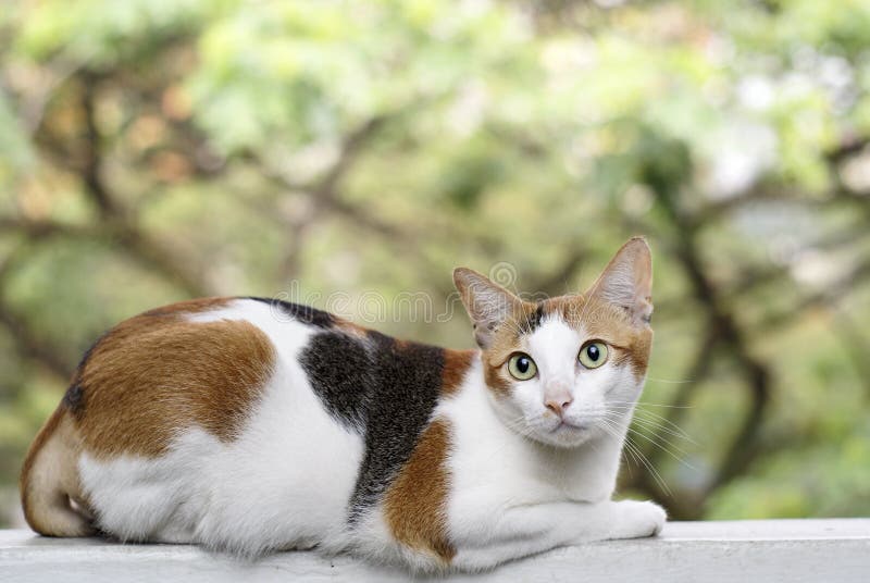 Cat on ledge stock photo. Image of indoors, curious, looking - 10490570 Cat on ledge stock photo. Image of indoors, curious, looking - 10490570