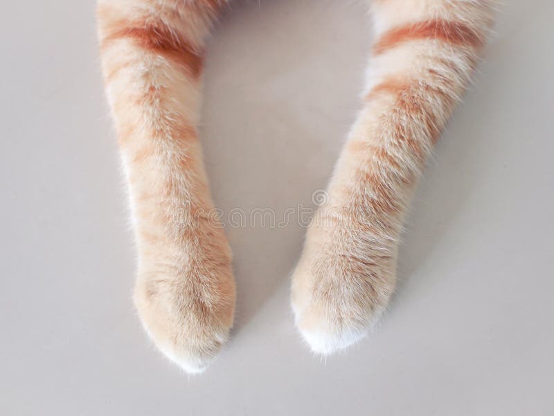 Cat leg stock photo. Image of texture, trace, feline - 44559044