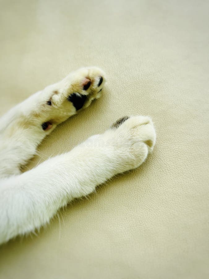 Cat Legs Relaxing on the Sofa Isolate Stock Photo - Image of mammal ...
