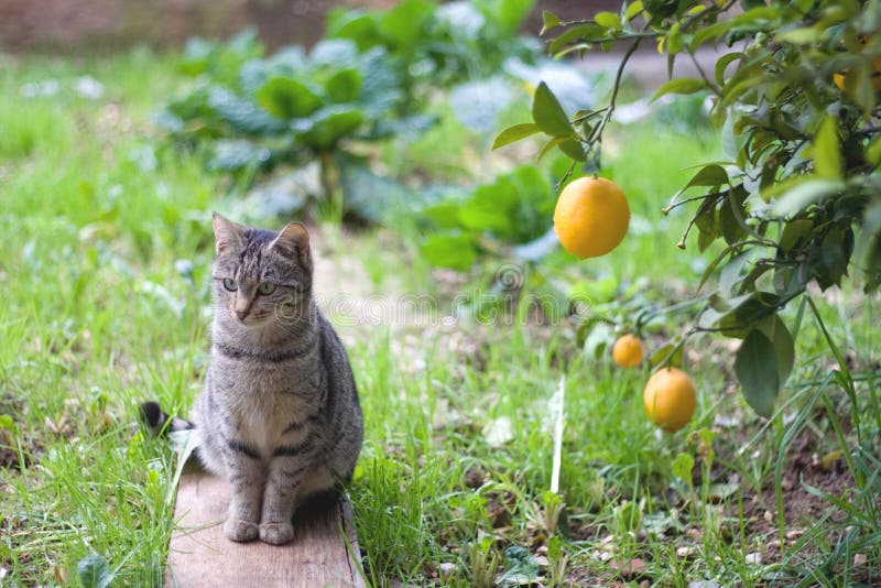 Cat and lemon tree stock image. Image of vegetable, flora - 48385731
