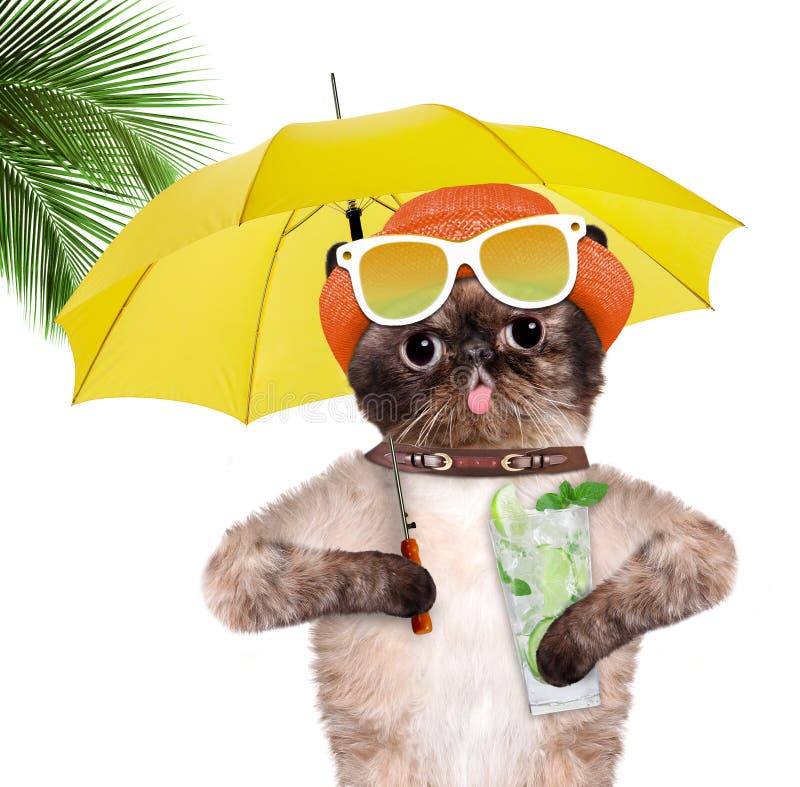 Cat with lemonade. stock photo. Image of colorful, humor - 53787602