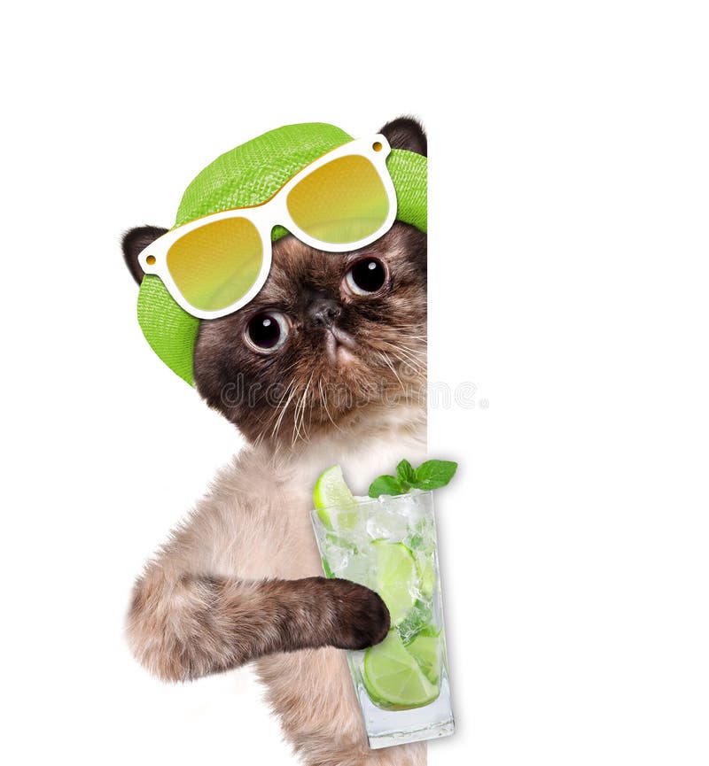 Cat with lemonade. stock photo. Image of colorful, humor - 53787602