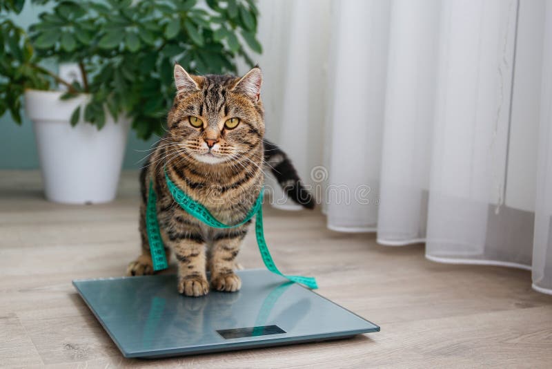 A Cat with a Length Measuring Instrument Sits on a Scale. the Concept ...