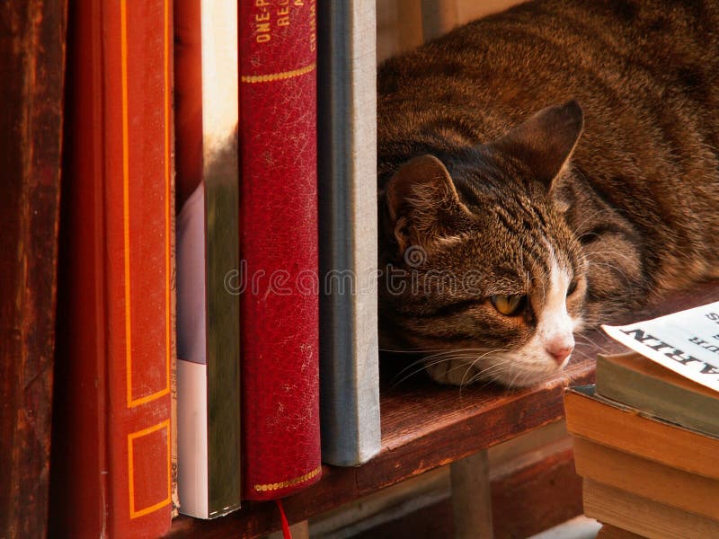 Cat in a library stock photo. Image of feline, asleep - 1022168