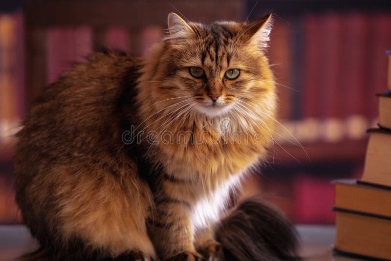 Cat on a Library. Humorous Image of Scientific Cat Against Bookshelves ...