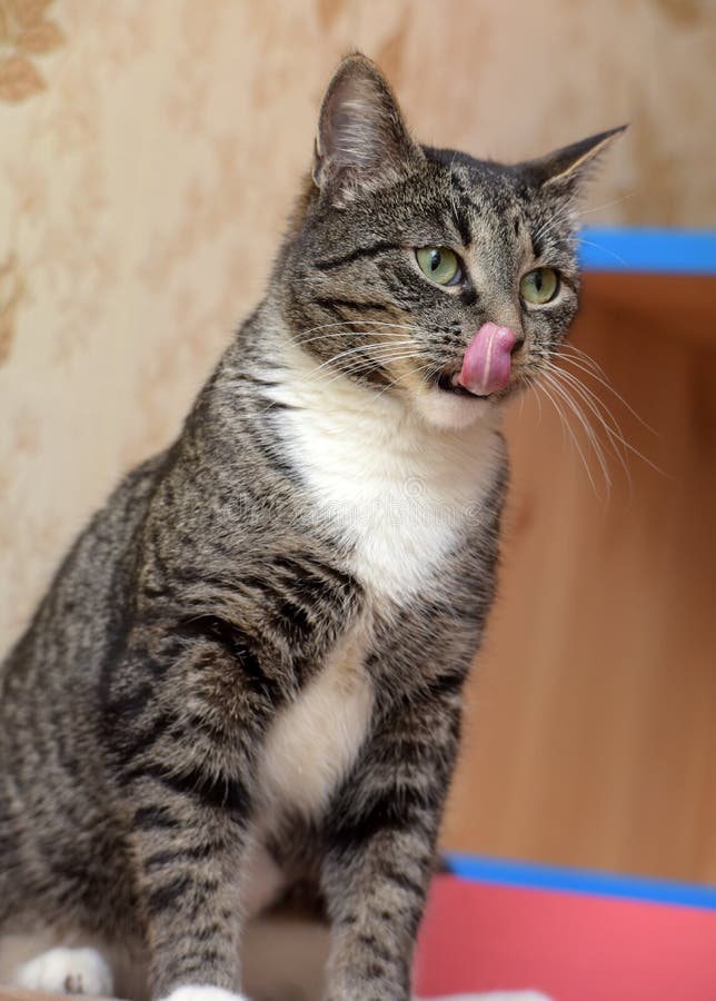 Cat Swiping Paw Stock Photos - Free & Royalty-Free Stock Photos from ...