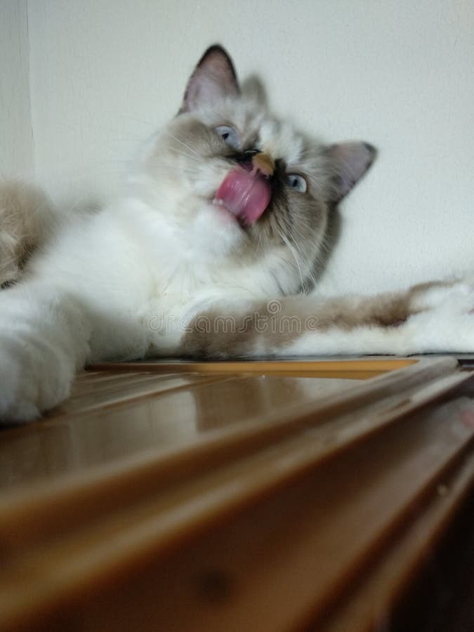 The cat licked its nose stock image. Image of white - 218983081
