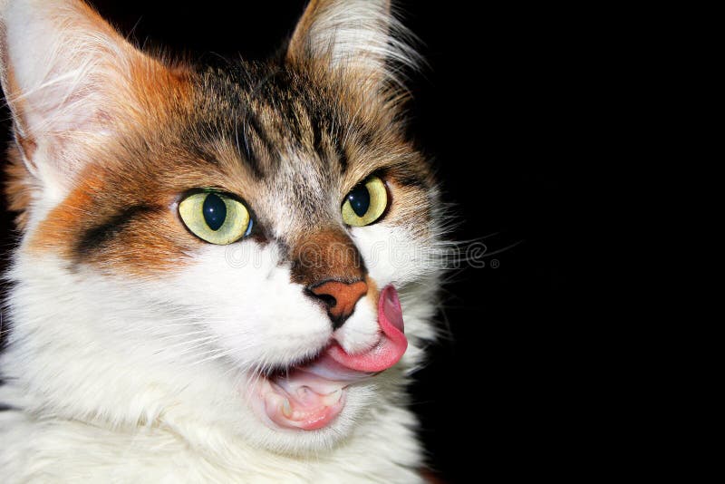 Cat licked stock image. Image of striped, mammal, colorful - 35052871