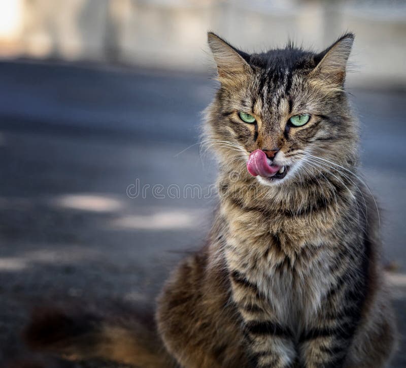 Cat licked and slyly looks stock photo. Image of cute - 87308068