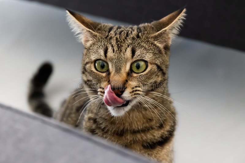 Cat Licking Her Face Very Cute Stock Image - Image of snout, carnivore ...
