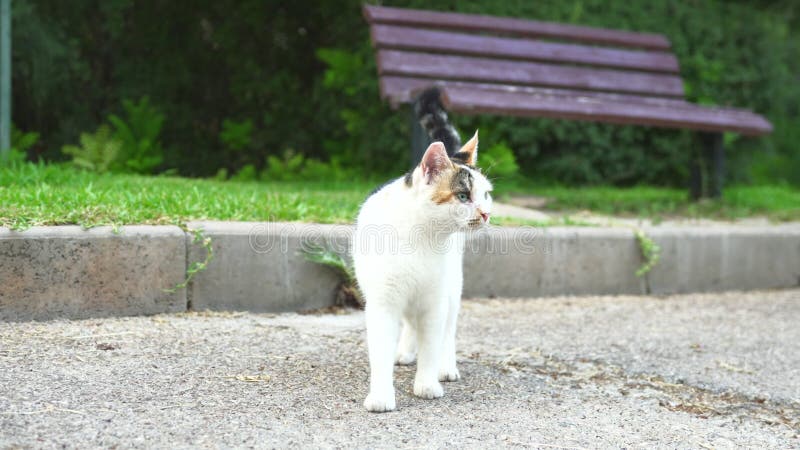 Homeless Cat Licking Its Lips while Approaching the Camera, Capturing ...