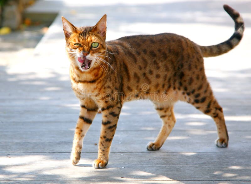 Bengal cat stock image. Image of beautiful, cute, looking - 13347305