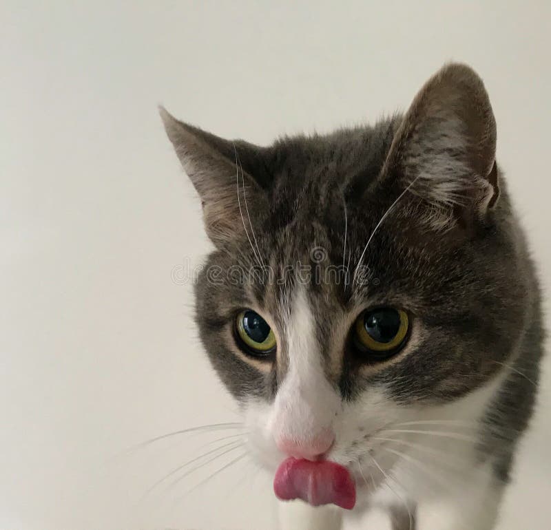 Licking lips kitty cat stock photo. Image of whiskers - 166245638