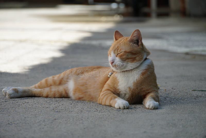 A Cat Lie Down on the Ground Under the Shade. Stock Image - Image of ...